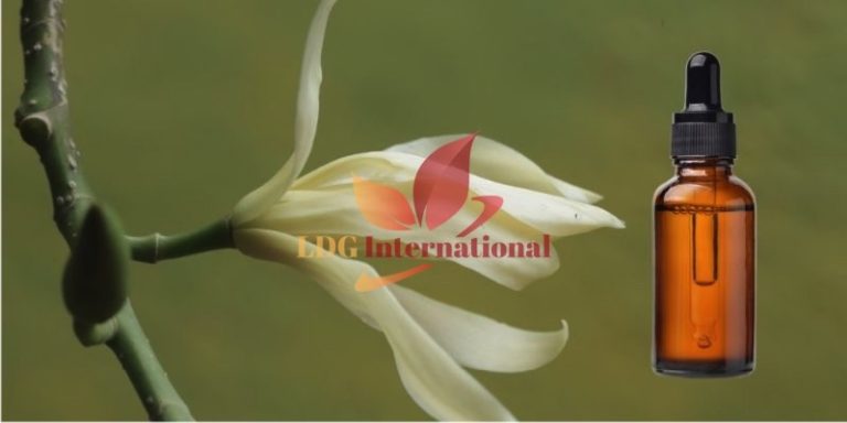 Trusted Champaca White Absolute Oil manufacturer - LDG International